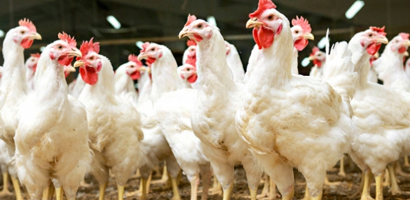 Frango vivo: Expectativa de preços em alta na virada do mês ...