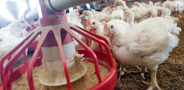 Frango vivo (SP) tem nova alta, segunda em mais de 6 meses ...