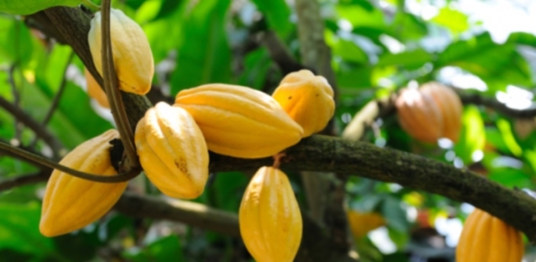 Produção de cacau cresce no Brasil em 2017 | Confederação da ...