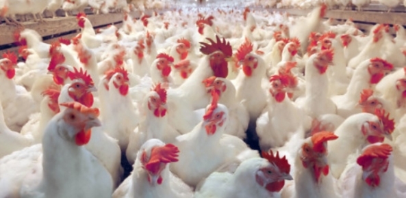 Frango vivo: 1ª alta em 180 dias | Confederação da Agricultura e ...