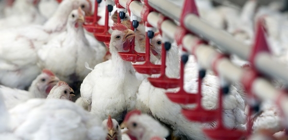 Aumento da produtividade do frango em quatro décadas | Confederação da ...