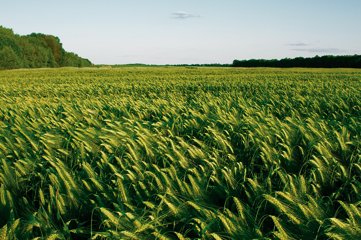 Cultivo de cevada ganha destaque no Paraná | Confederação da ...