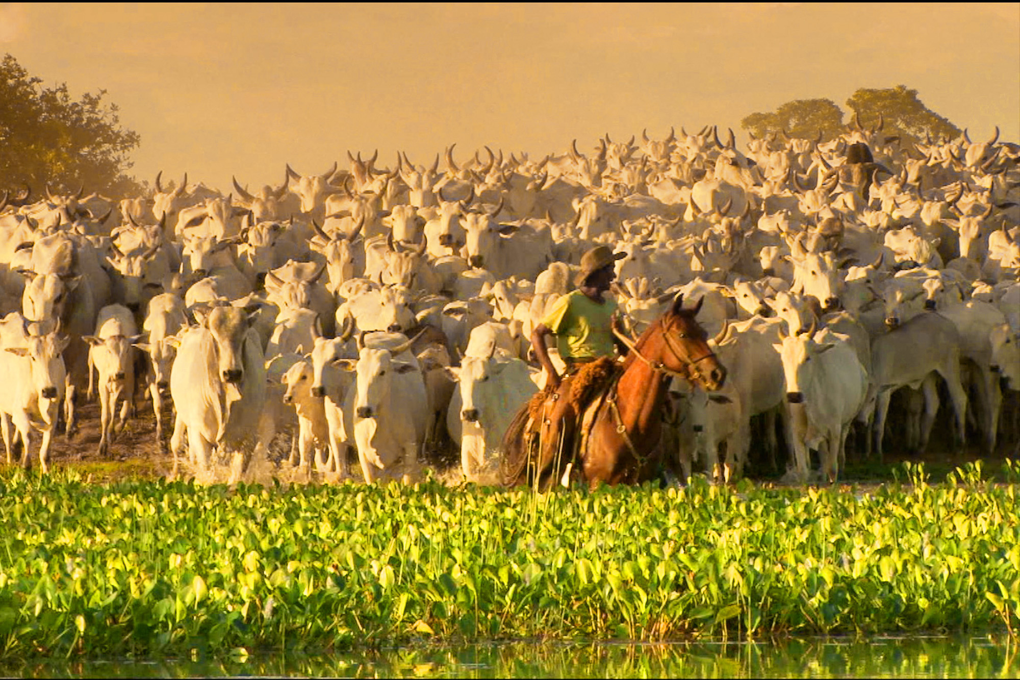 No dia do Pantanal, Sistema Famasul destaca papel do produtor rural no ...