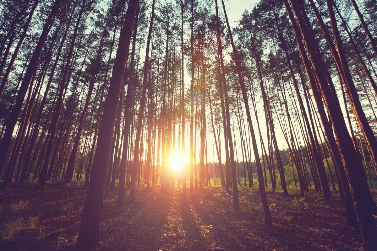 Recuperação de áreas degradadas, maior produtividade e geração de renda ...