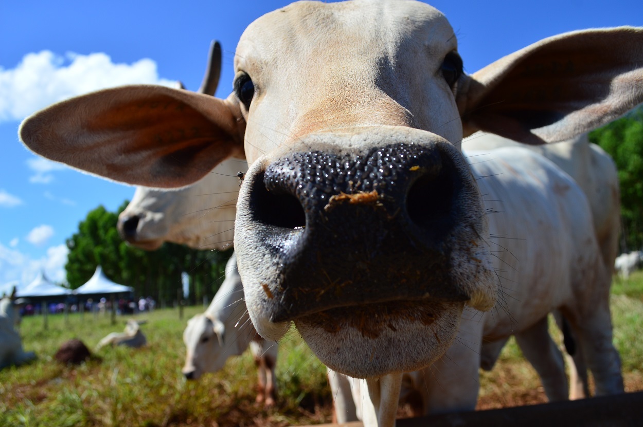 Senar/MS lança especialização técnica gratuita em Sistemas de Produção ...