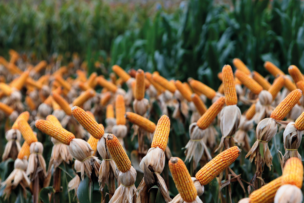 Mapa mantém Zarc do milho safrinha no Paraná | Confederação da ...
