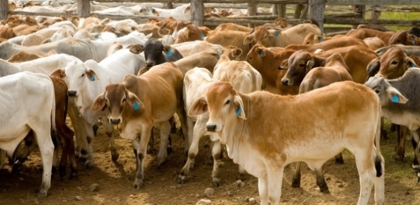 Expectativas de preços firmes para o sebo bovino | Confederação da ...