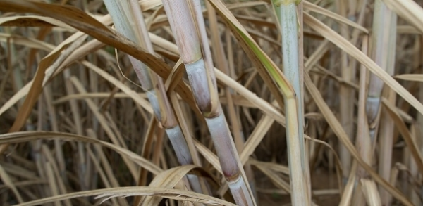CNA atua para impedir aumento da alíquota de importação de defensivos ...