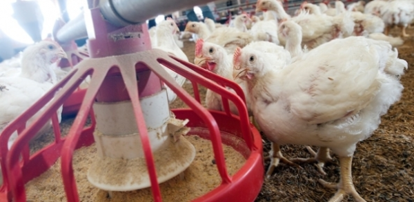 Brasil é o segundo maior produtor mundial de frango | Confederação da ...