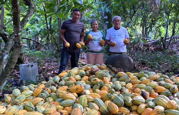Entrevista com o produtor rural de Baião Raimundo Jesus Tavares de ...