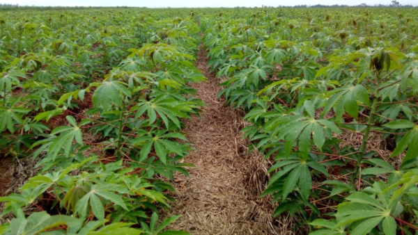 Plantio direto alavanca produtividade de mandioca e hortaliças ...