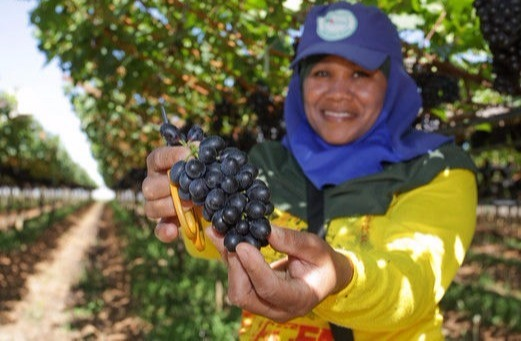 Produtor | Confederação da Agricultura e Pecuária do Brasil (CNA)