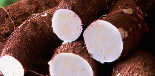 Mandioca: Ritmo de colheita é intensificado e preços caem ...