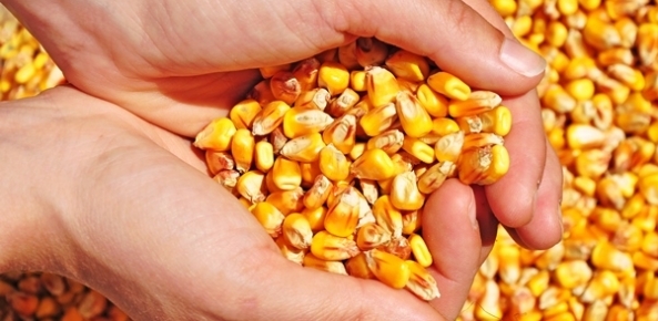 Produtores de milho recebem R$ 34 por saco de milho em Santa Catarina ...