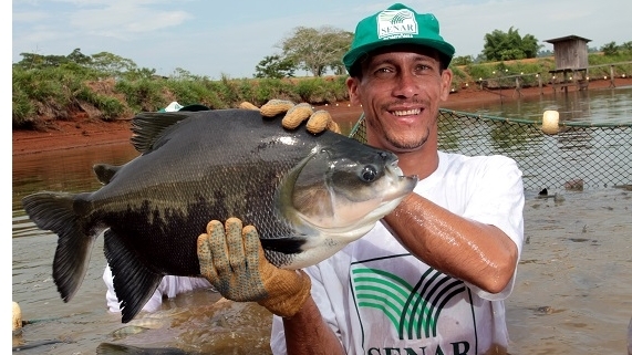 Peixes redondos despertam interesse, aumentando a produção e o consumo ...